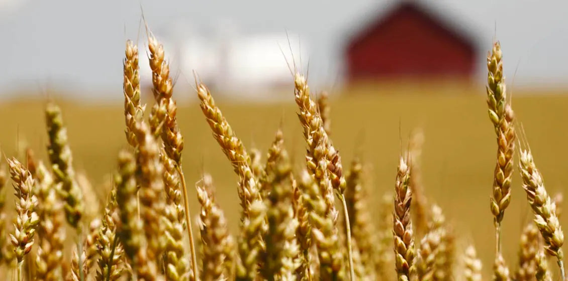 Grains – Mr. Bulky's Foods